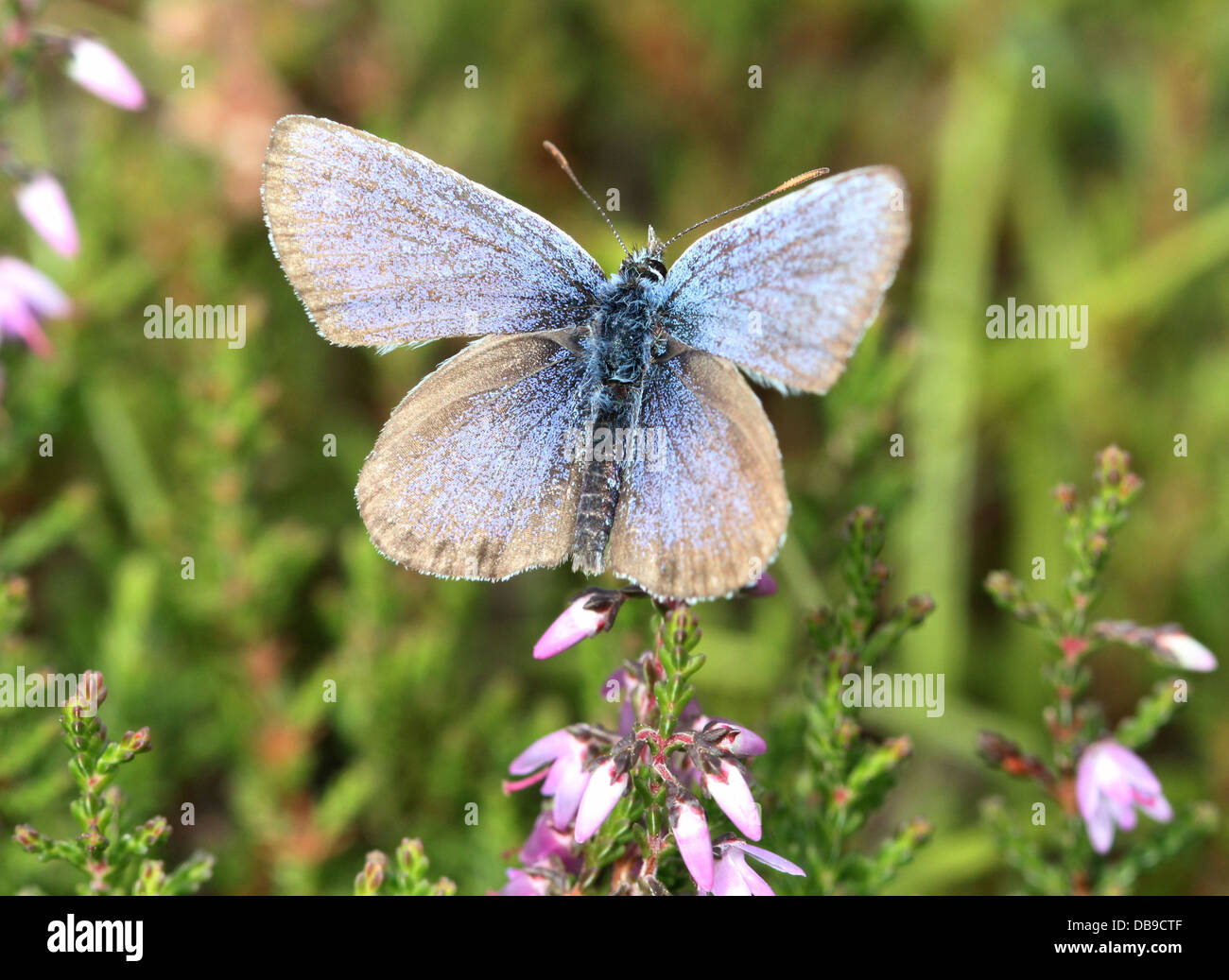 Alcon blue butterfly hi-res stock photography and images - Alamy