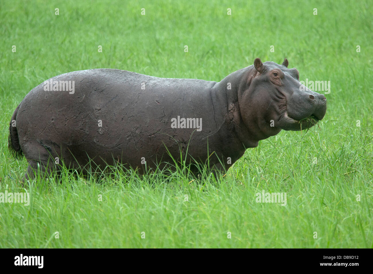 Hippo Feeding High Resolution Stock Photography and Images - Alamy