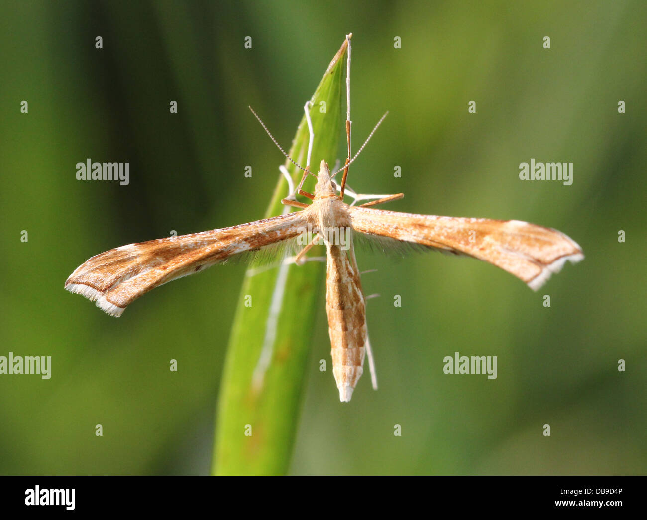 The tiny Yarrow Plume moth (Gillmeria pallidactyla) in fine macro ...