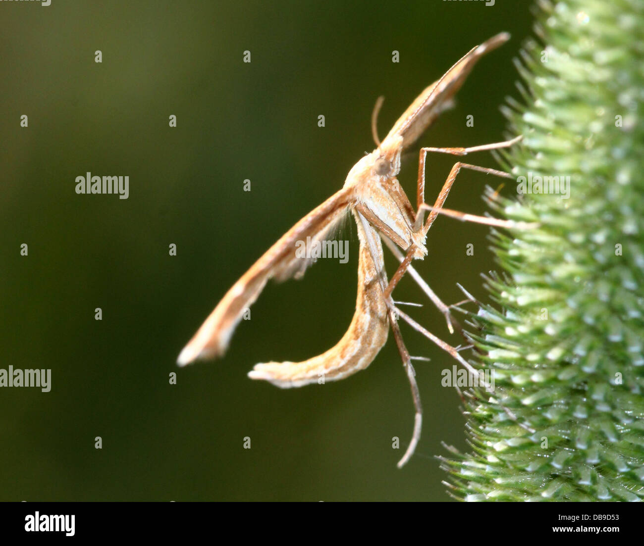 The tiny Yarrow Plume moth (Gillmeria pallidactyla) in fine macro ...