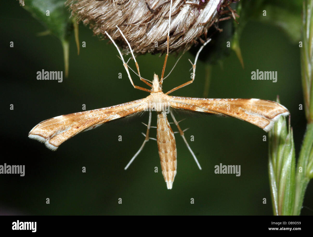 The tiny Yarrow Plume moth (Gillmeria pallidactyla) in fine macro ...