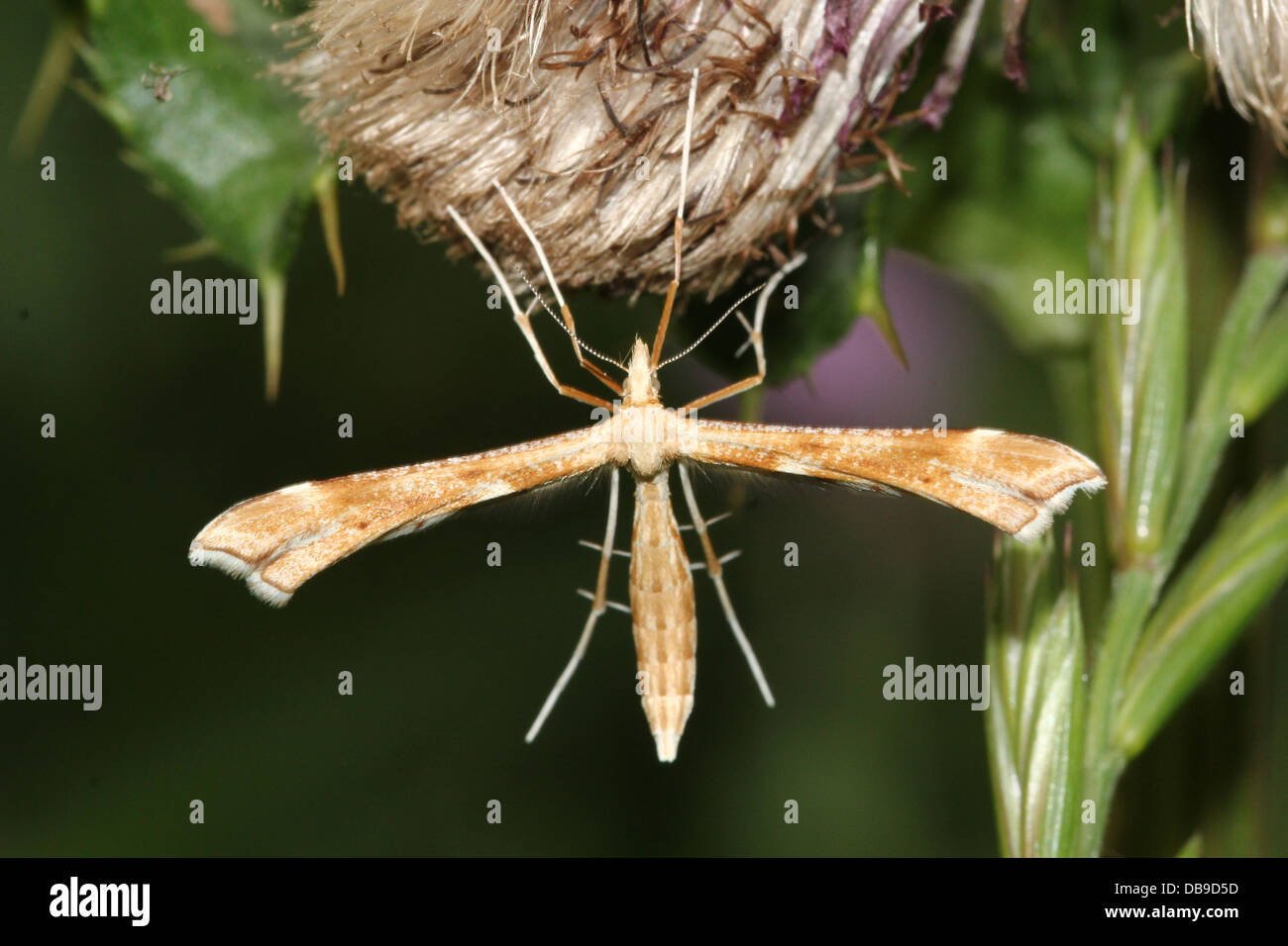 The tiny Yarrow Plume moth (Gillmeria pallidactyla) in fine macro ...