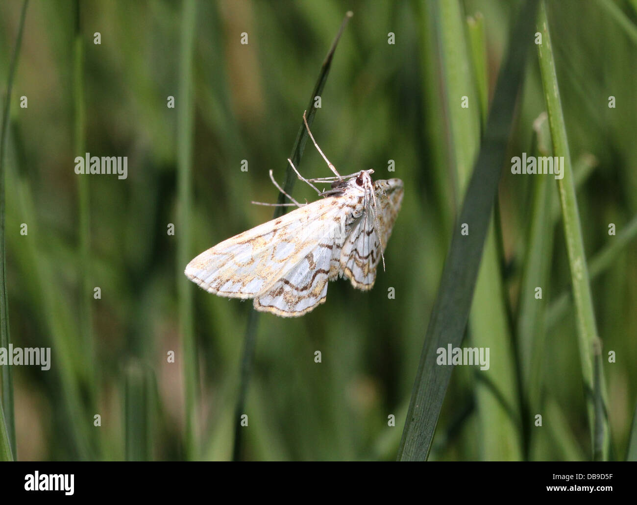 Small brown white moth hi-res stock photography and images - Alamy