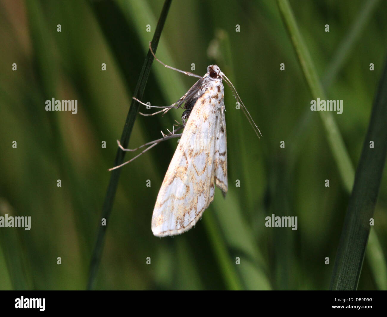Brown China-Mark moth (Elophila nymphaeata Stock Photo - Alamy