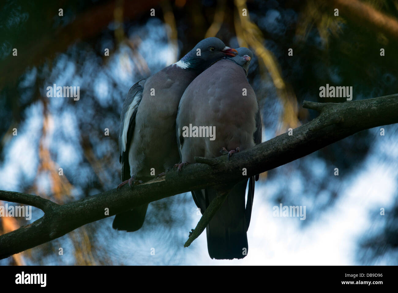 A Wood Pidgeon preening his mate Stock Photo - Alamy