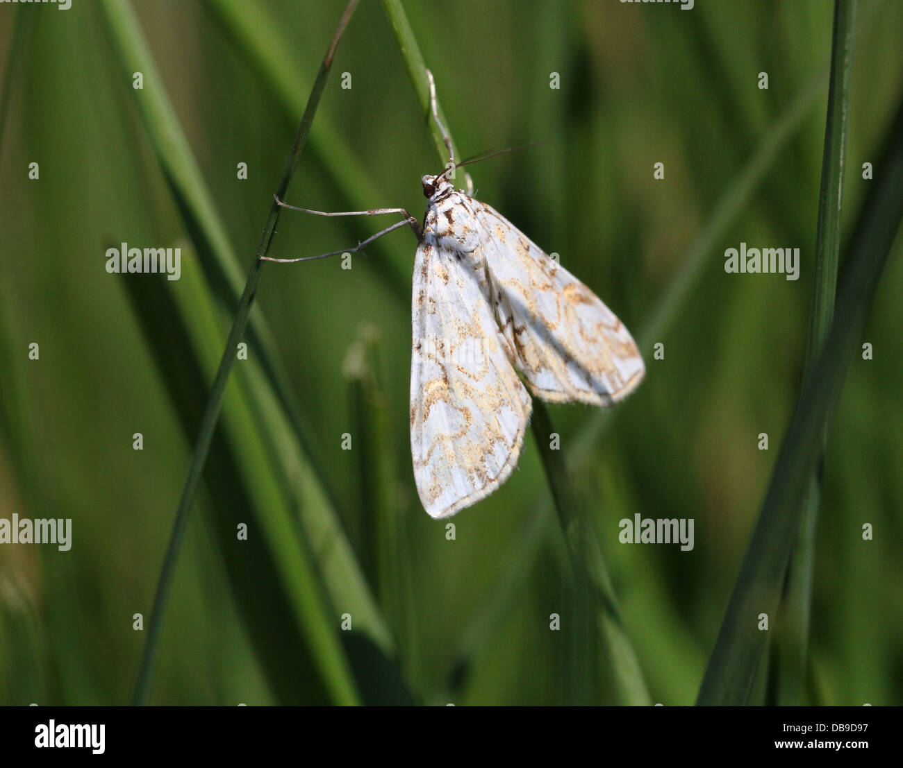 Brown China-Mark moth (Elophila nymphaeata Stock Photo - Alamy