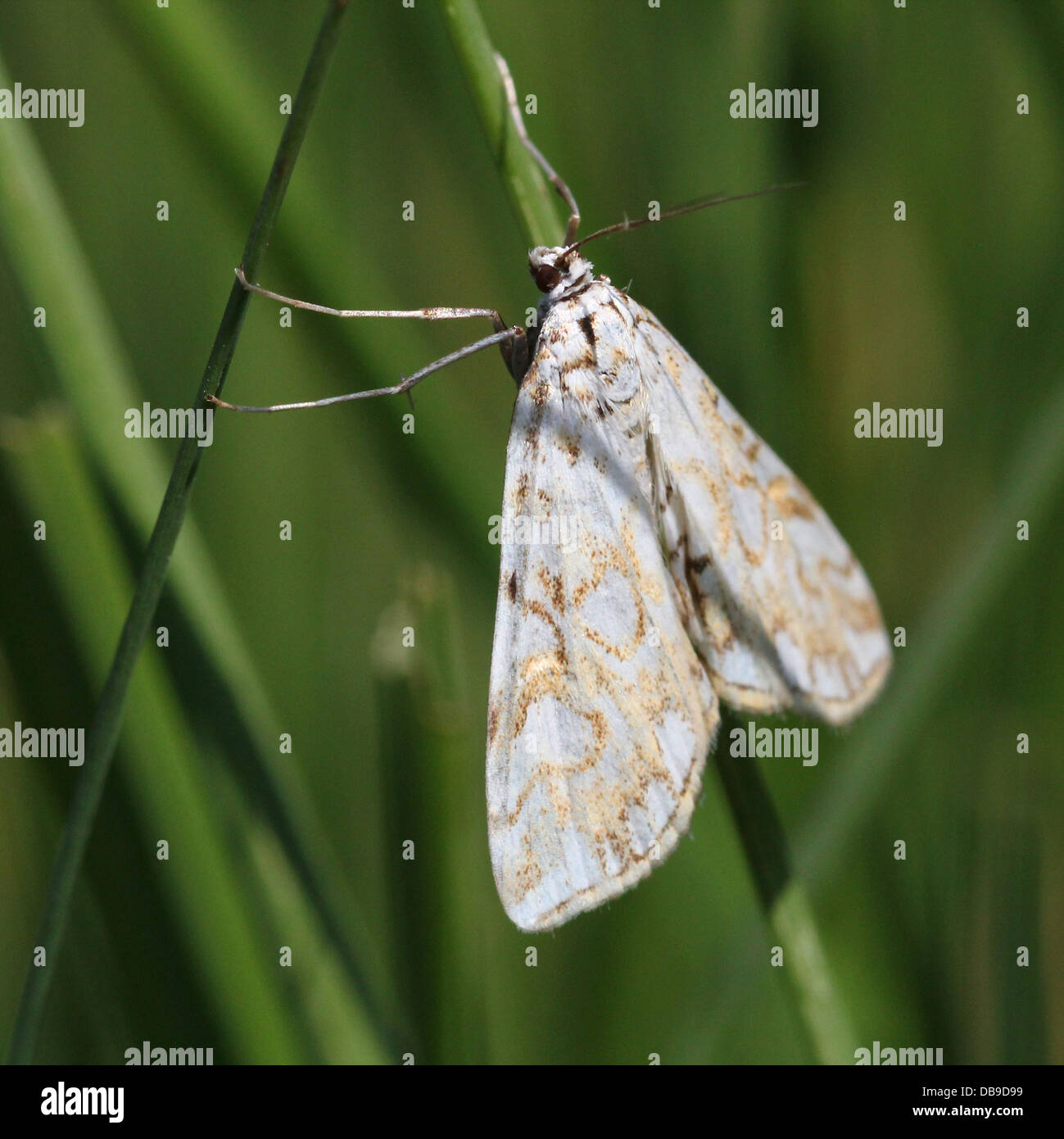 Brown China-Mark moth (Elophila nymphaeata Stock Photo - Alamy
