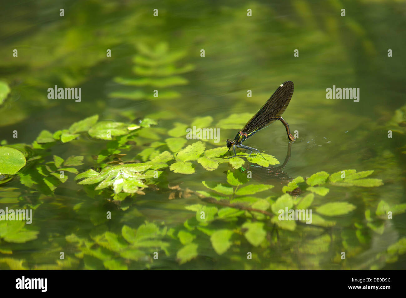 Damselfly Eggs