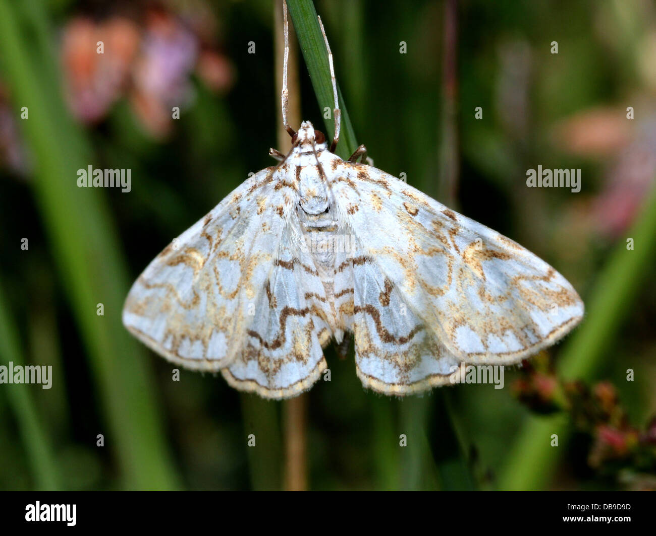 Small china mark moth hi-res stock photography and images - Alamy
