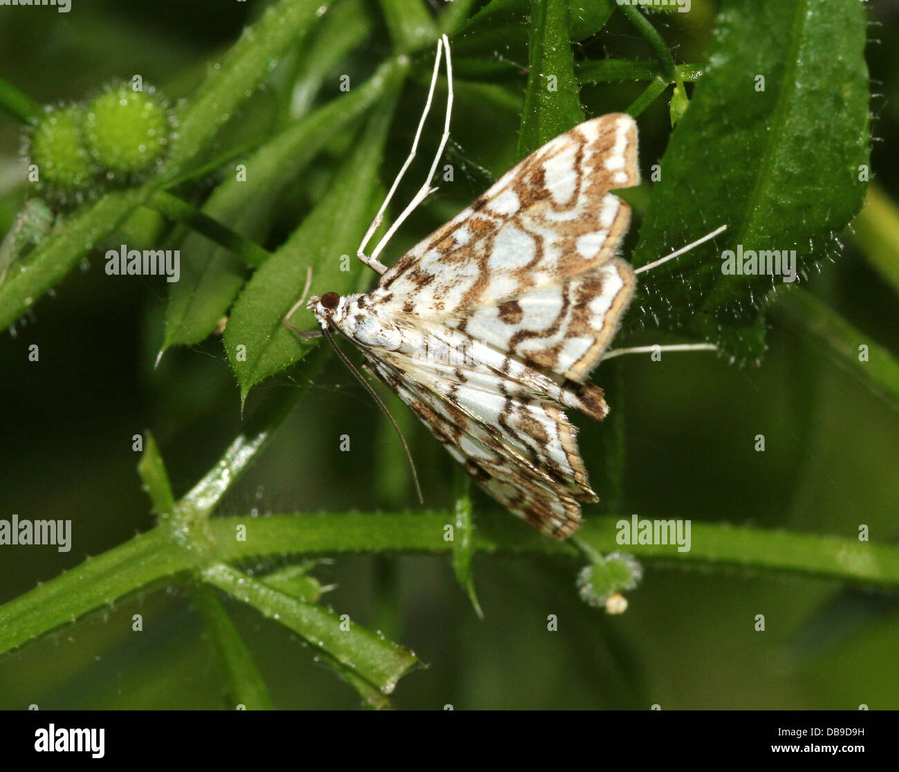Brown China-Mark moth (Elophila nymphaeata Stock Photo - Alamy
