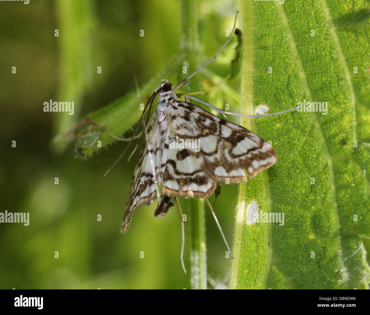 Brown China-Mark moth (Elophila nymphaeata Stock Photo - Alamy
