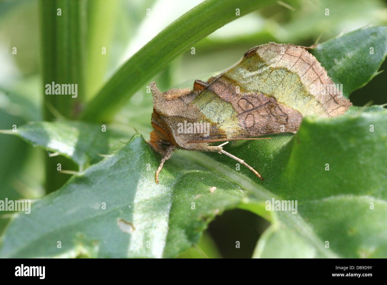 Detailed close-up of the well-camouflaged Burnished Brass (Diachrysia ...