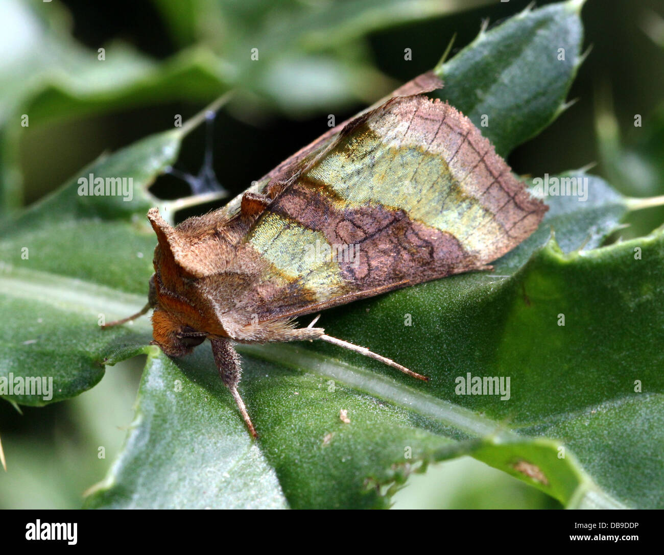Detailed close-up of the well-camouflaged Burnished Brass (Diachrysia ...