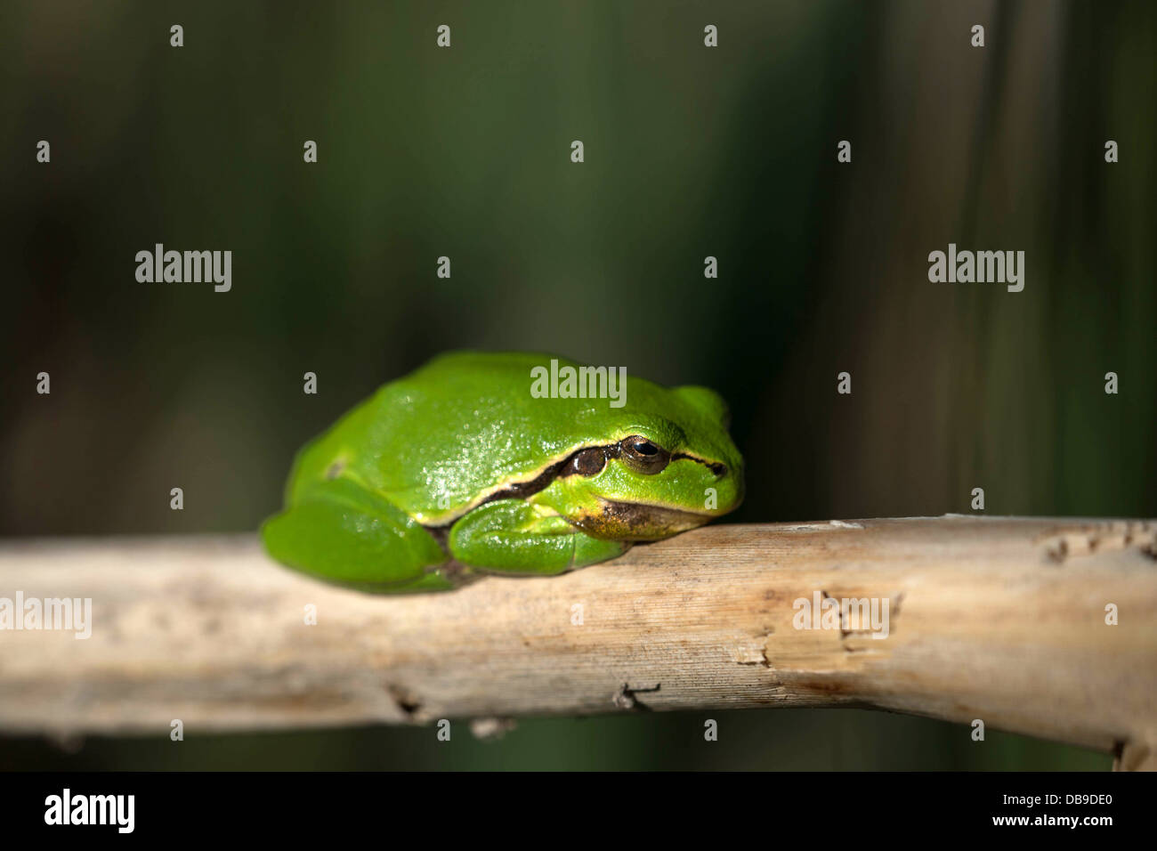 Frog and twig hi-res stock photography and images - Alamy