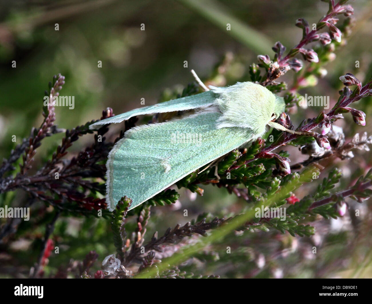 The rare Burren Green Moth (Calamia tridens) in various poses in fine ...