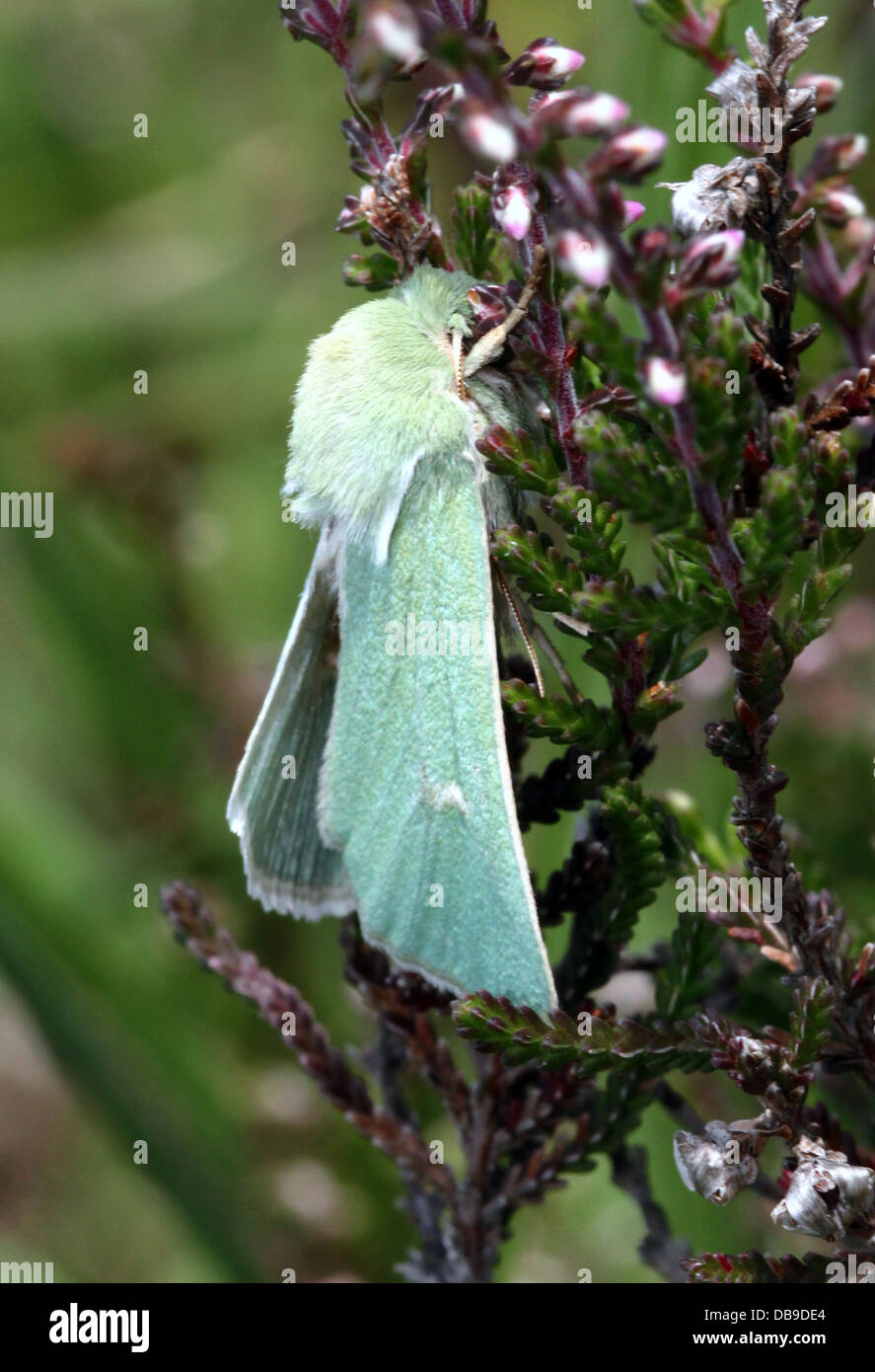 The rare Burren Green Moth (Calamia tridens) in various poses in fine ...