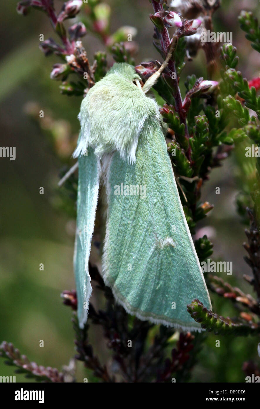 The rare Burren Green Moth (Calamia tridens) in various poses in fine ...