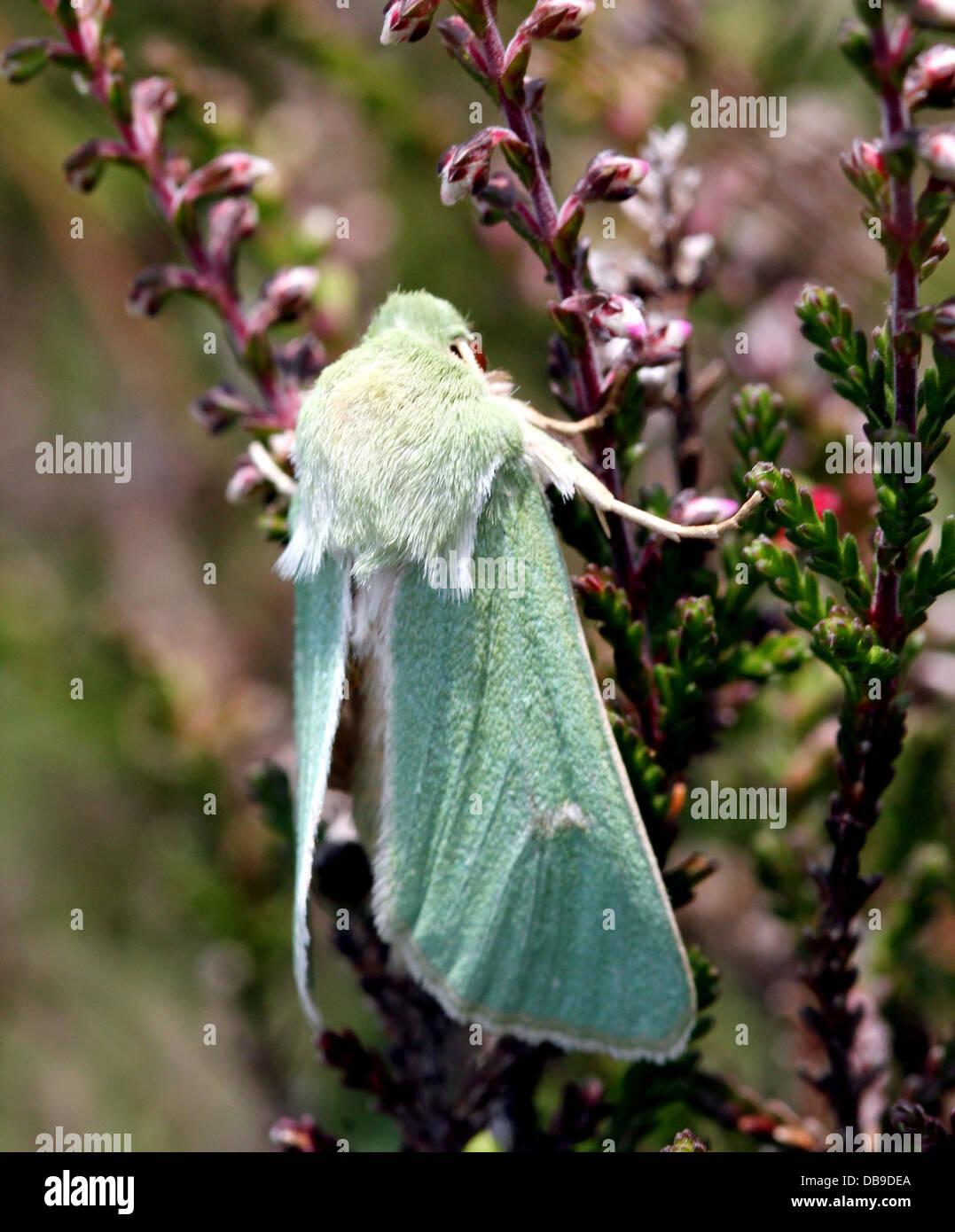 The rare Burren Green Moth (Calamia tridens) in various poses in fine ...