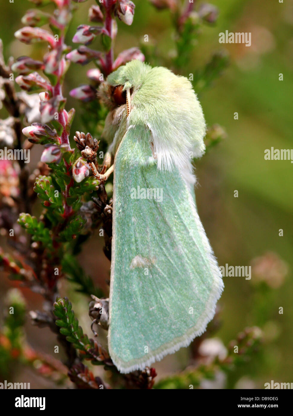 The rare Burren Green Moth (Calamia tridens) in various poses in fine ...