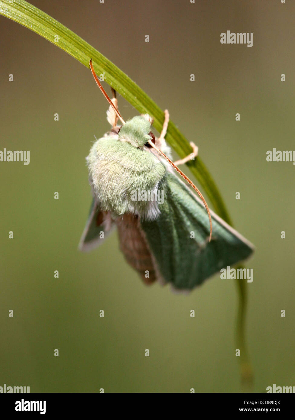 The rare Burren Green Moth (Calamia tridens) in various poses in fine ...