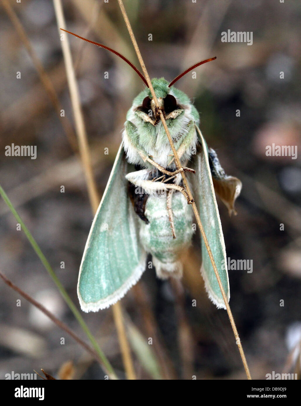 The rare Burren Green Moth (Calamia tridens) in various poses in fine ...