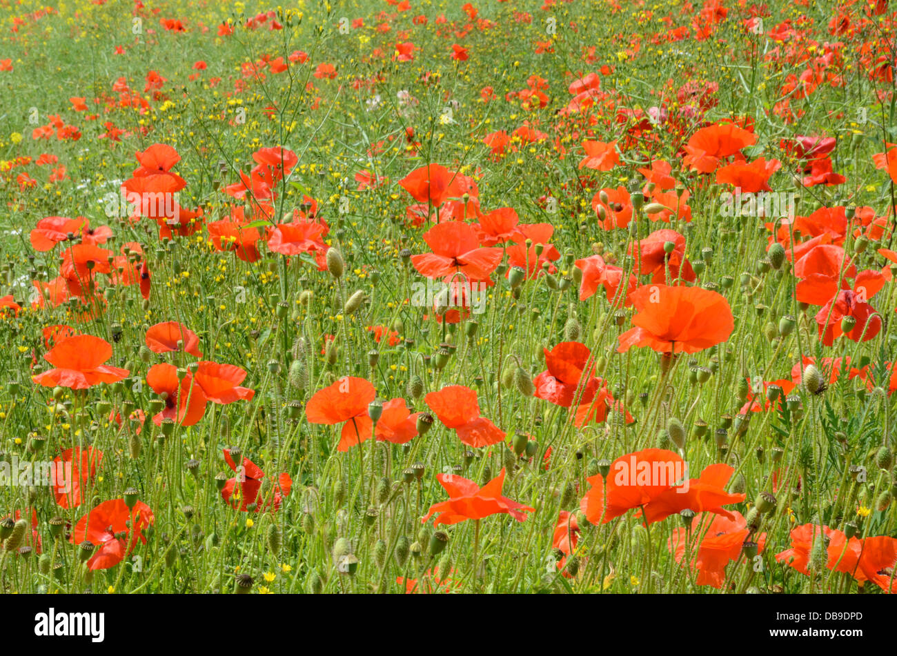 Poppy field, England Stock Photo - Alamy