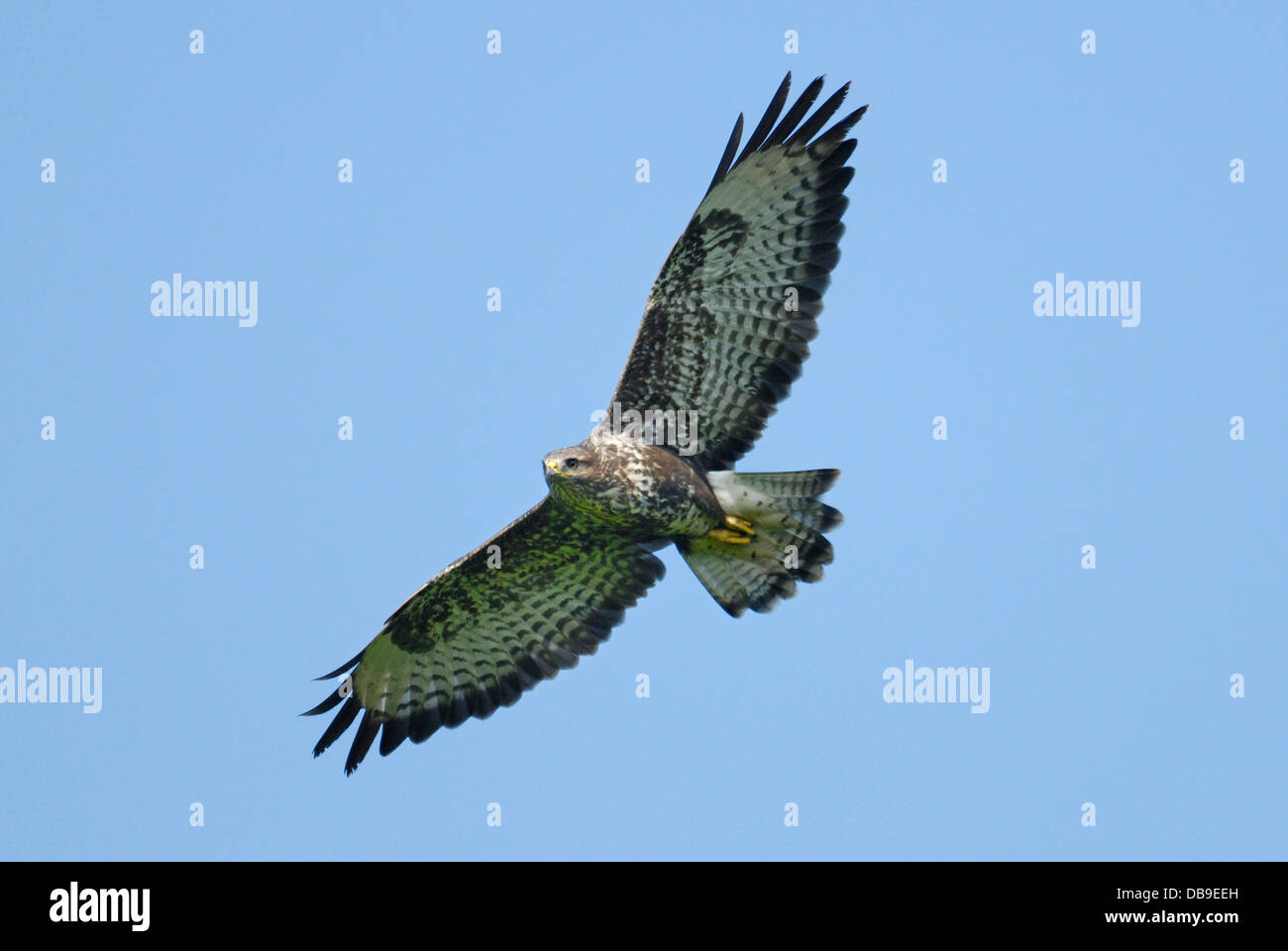 Common buzzard in flight hi-res stock photography and images - Alamy