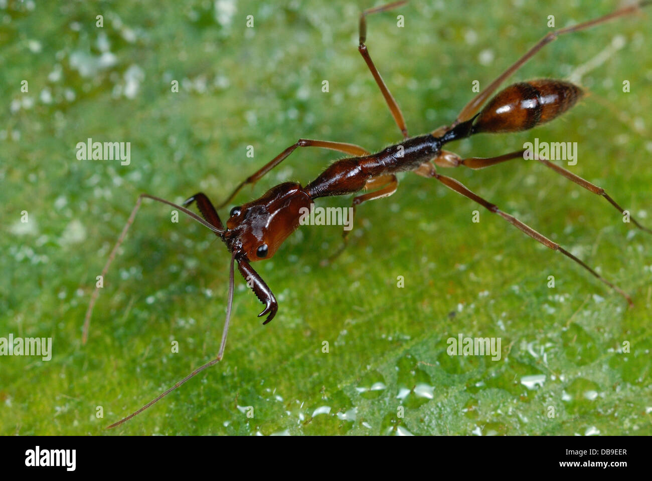 Trap-jaw Ant (Odontomachus sp.) in Costa Rica rainforest Stock Photo ...