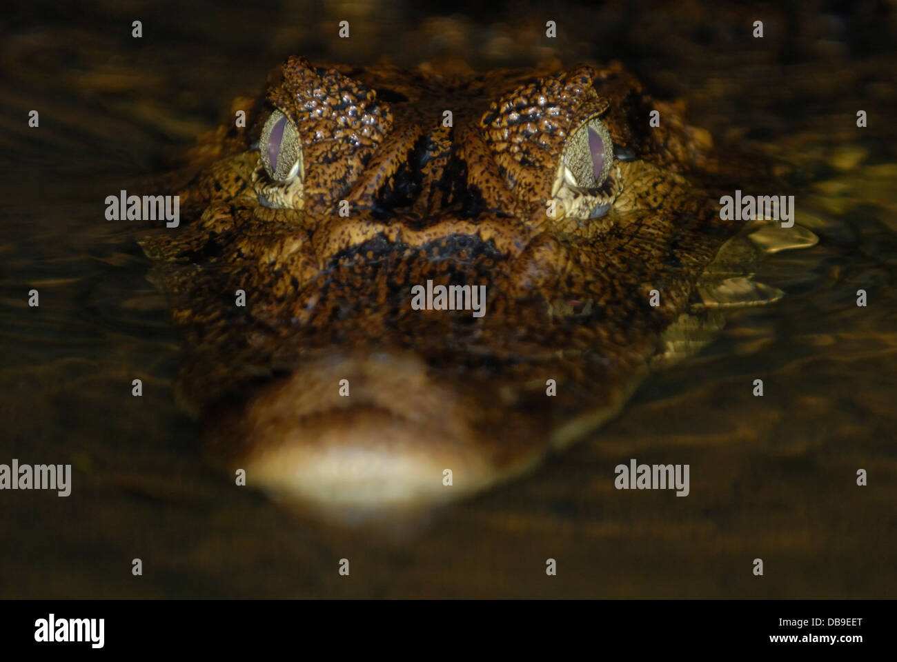 Spectacled caiman hi-res stock photography and images - Alamy