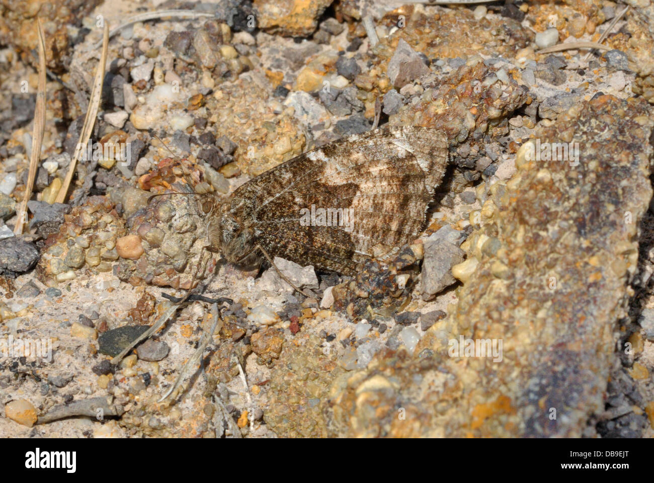 English invertebrates hi-res stock photography and images - Alamy