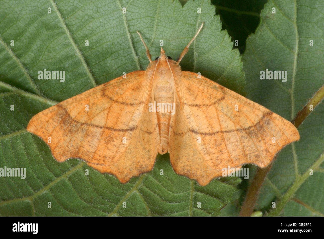 August thorn moth hi-res stock photography and images - Alamy