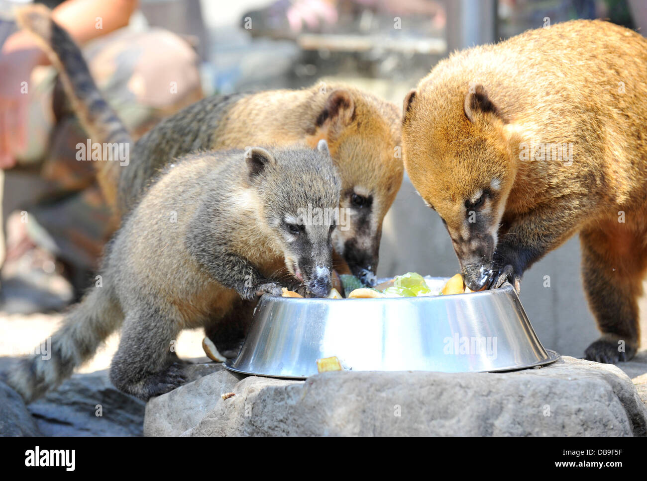Baby coati hi-res stock photography and images - Alamy