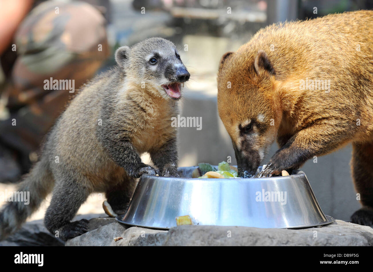 Baby coati hi-res stock photography and images - Alamy