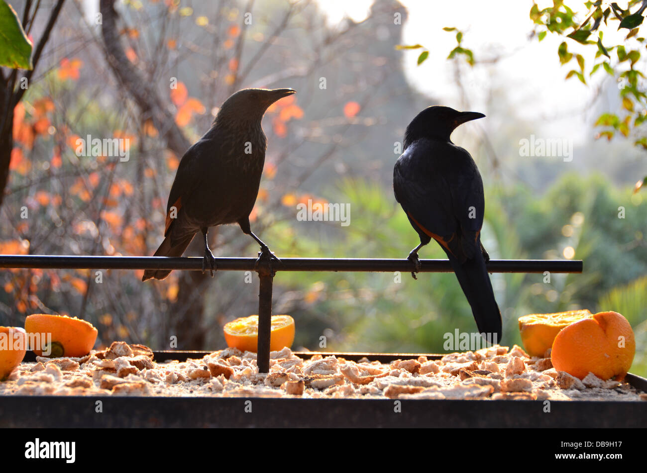 Birds breakfast in the drakensberg hi-res stock photography and images ...