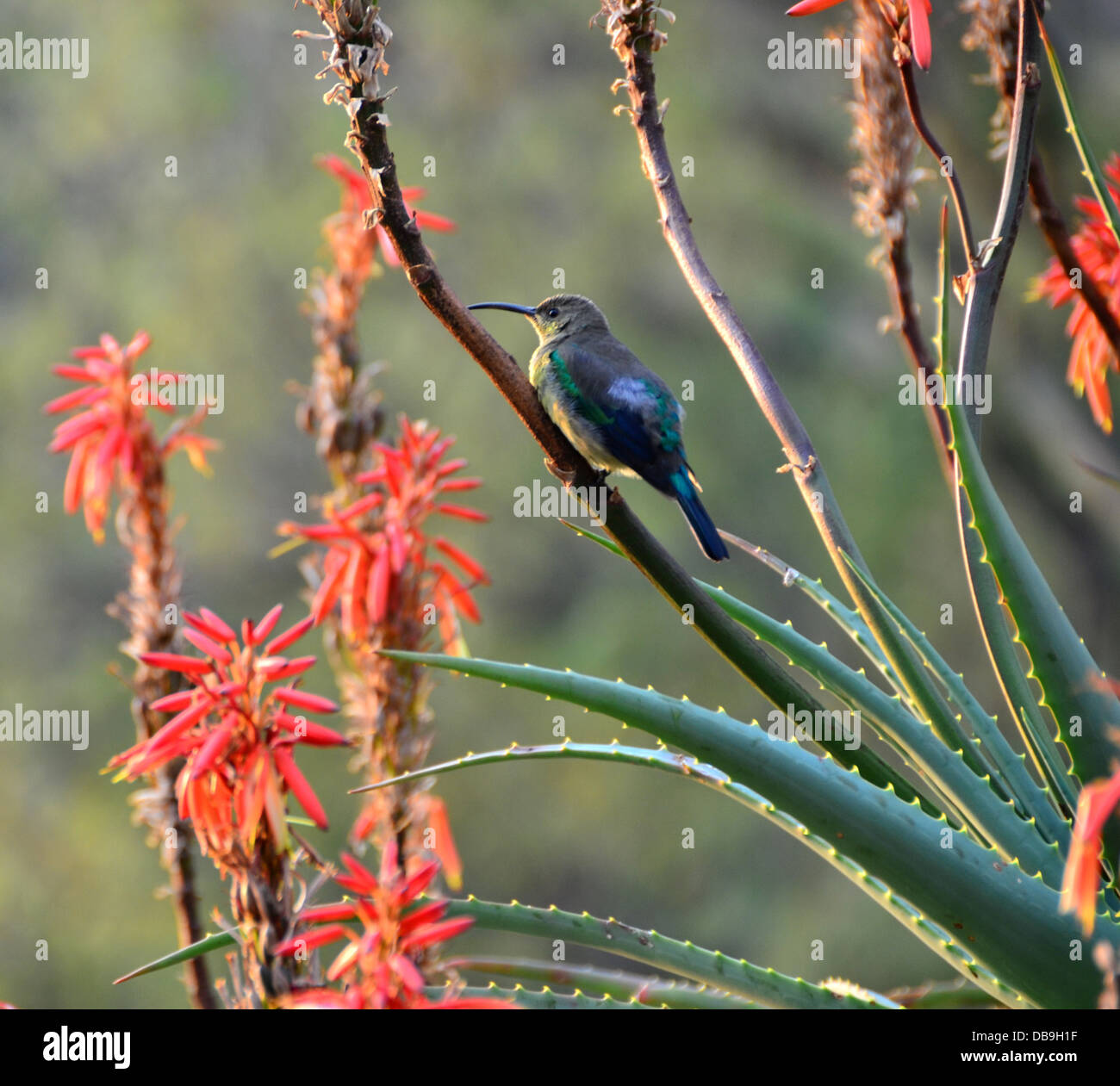 Sunbird at daybreak in the drakensberg hi-res stock photography and ...