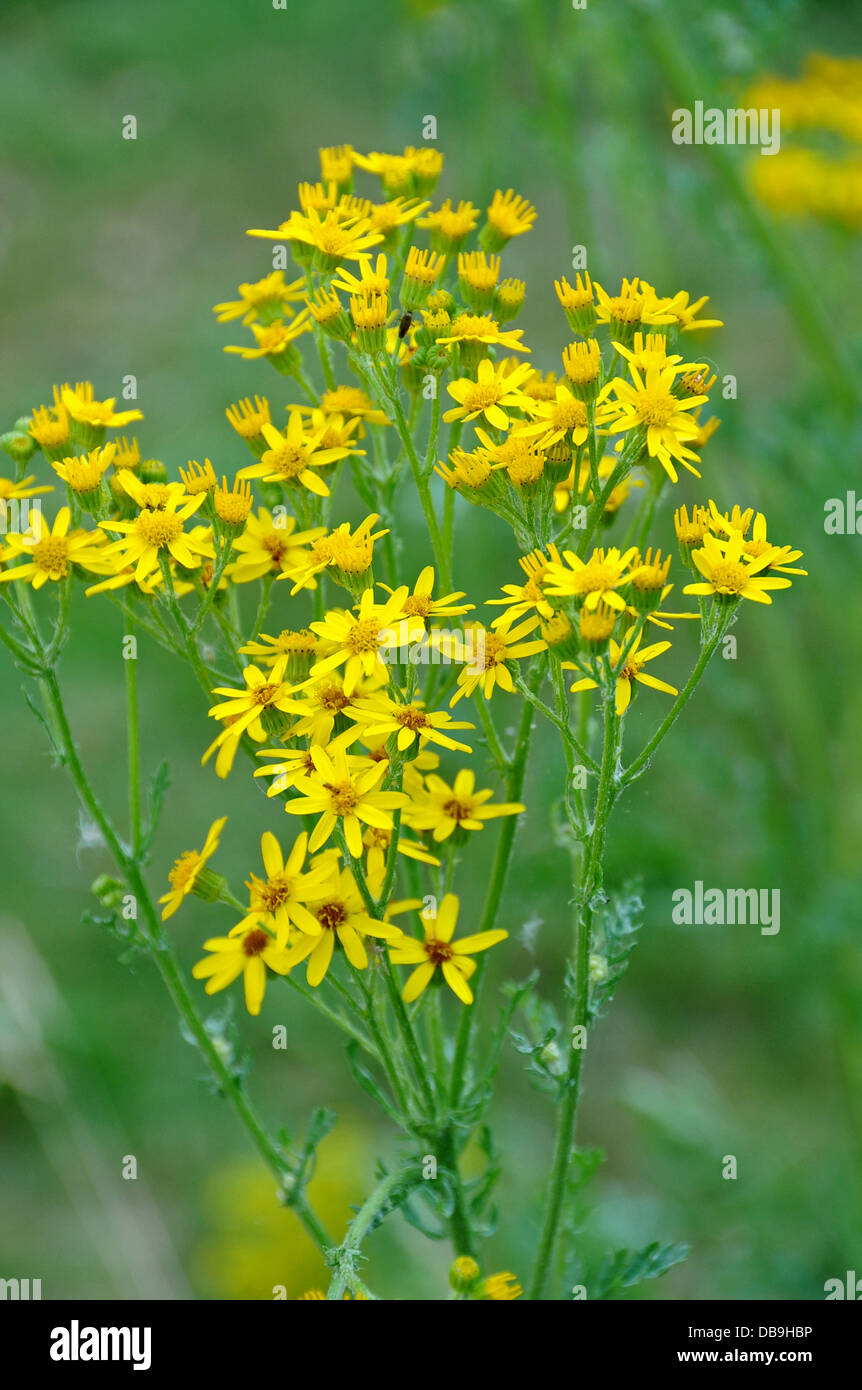 Common ragwort (Senecio Jacobaea Stock Photo - Alamy