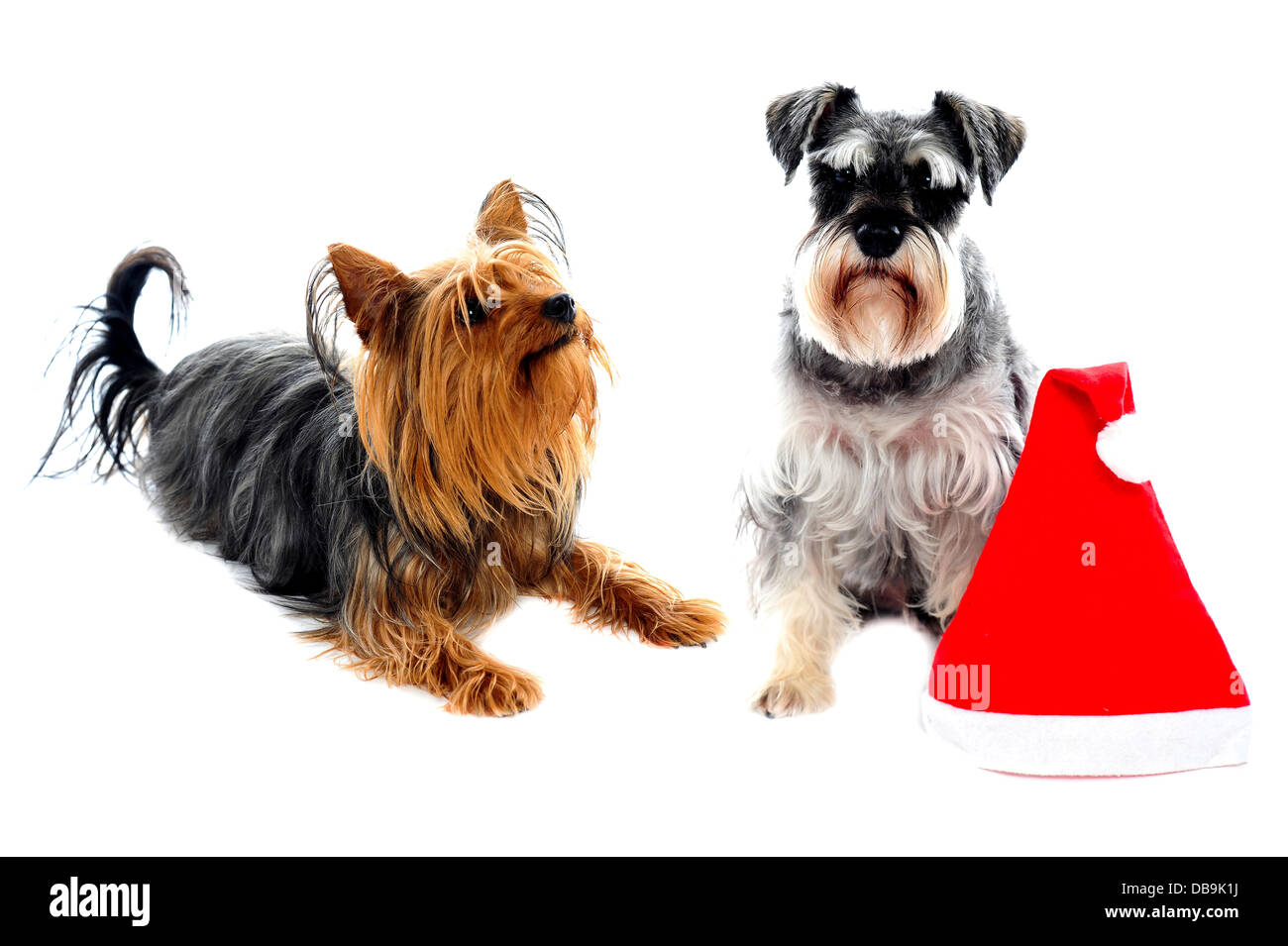 Two cute lovable pets Stock Photo - Alamy