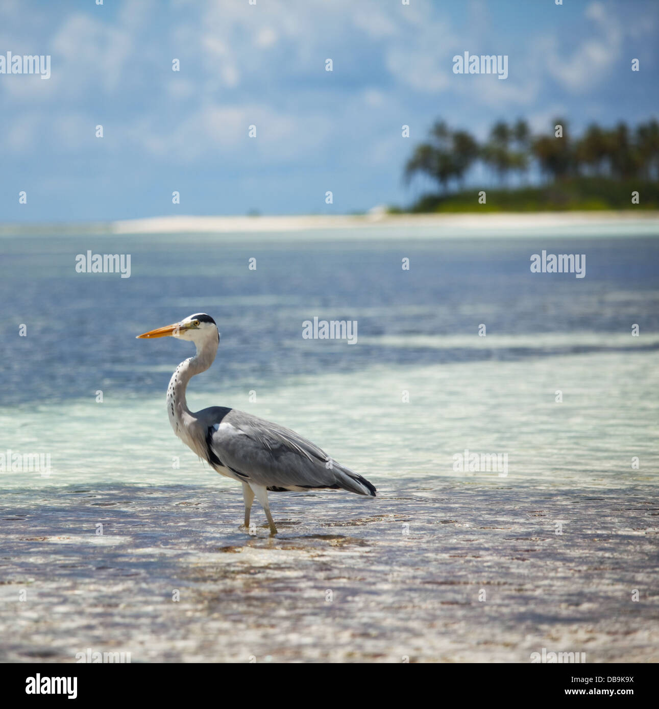 Bird on Maldives Stock Photo - Alamy