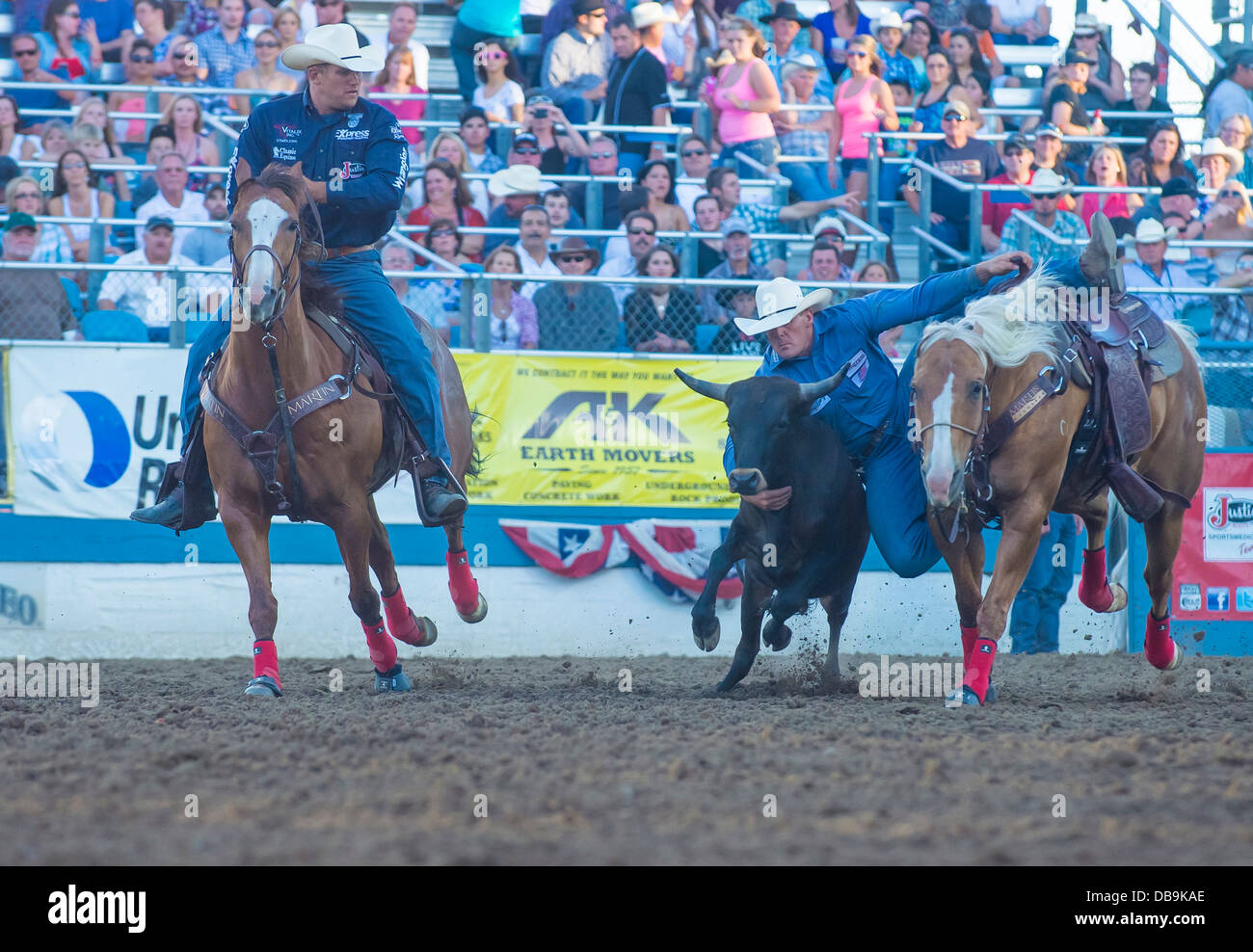 Cowboy Participant in a Steer wrestling Competition at the Reno Rodeo ...