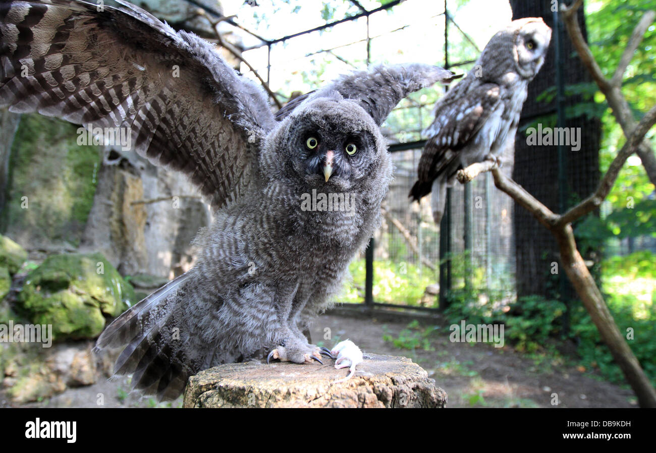 A great grey owl lands on a trunk of a tree and looks into the camera ...