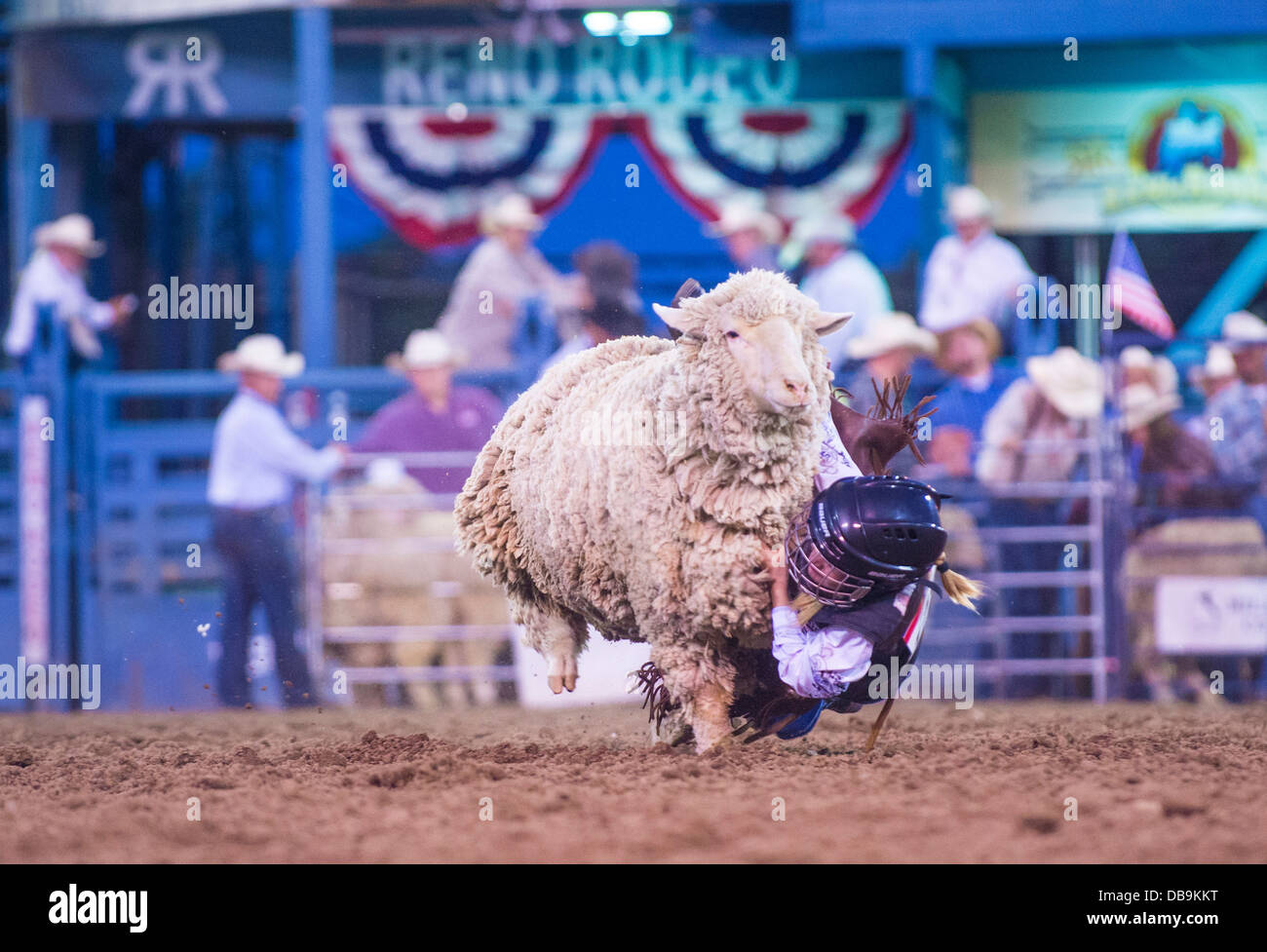 A boy riding on a sheep during a Mutton Busting contest at the Reno ...