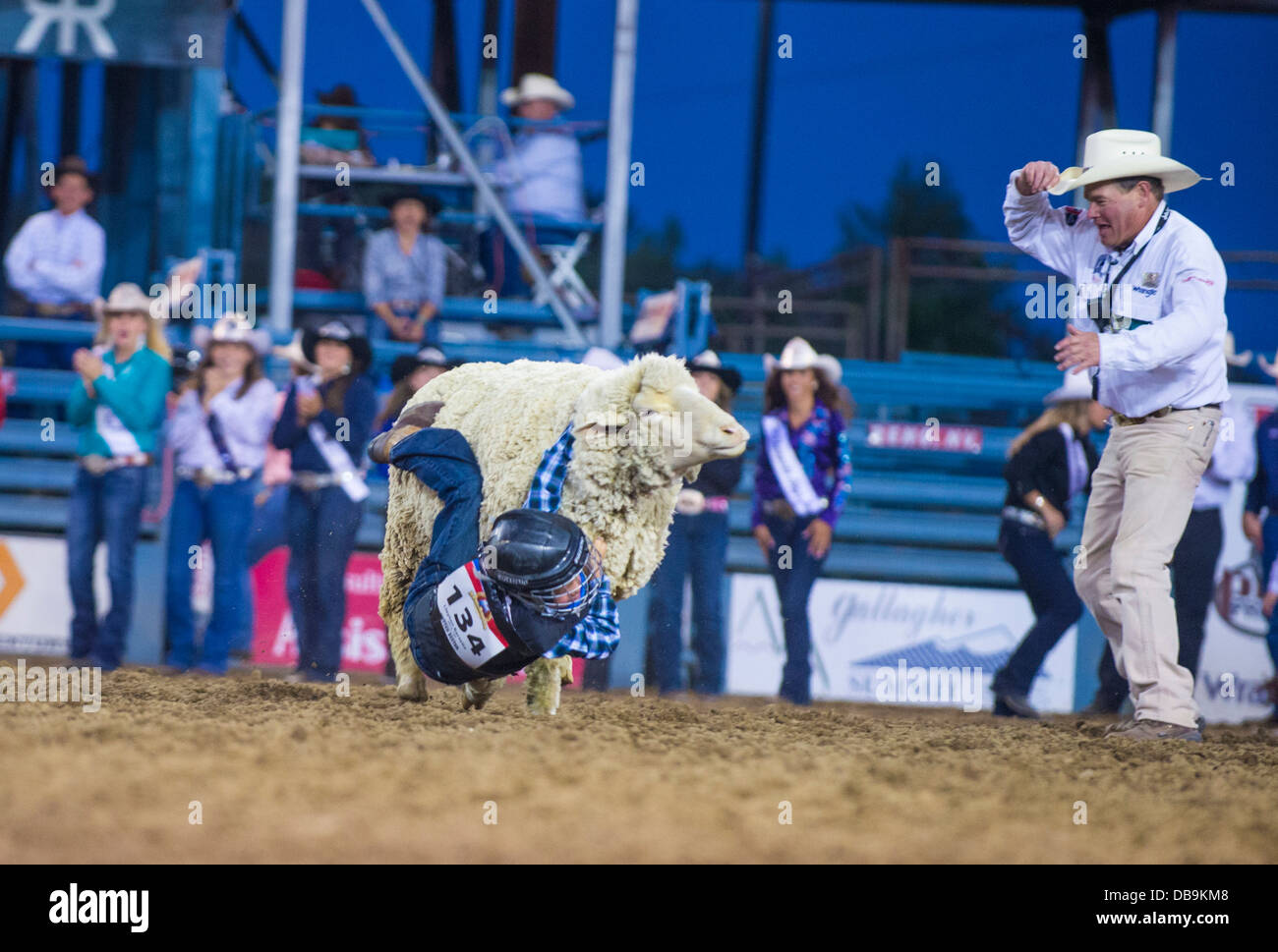 A boy riding on a sheep during a Mutton Busting contest at the Reno ...