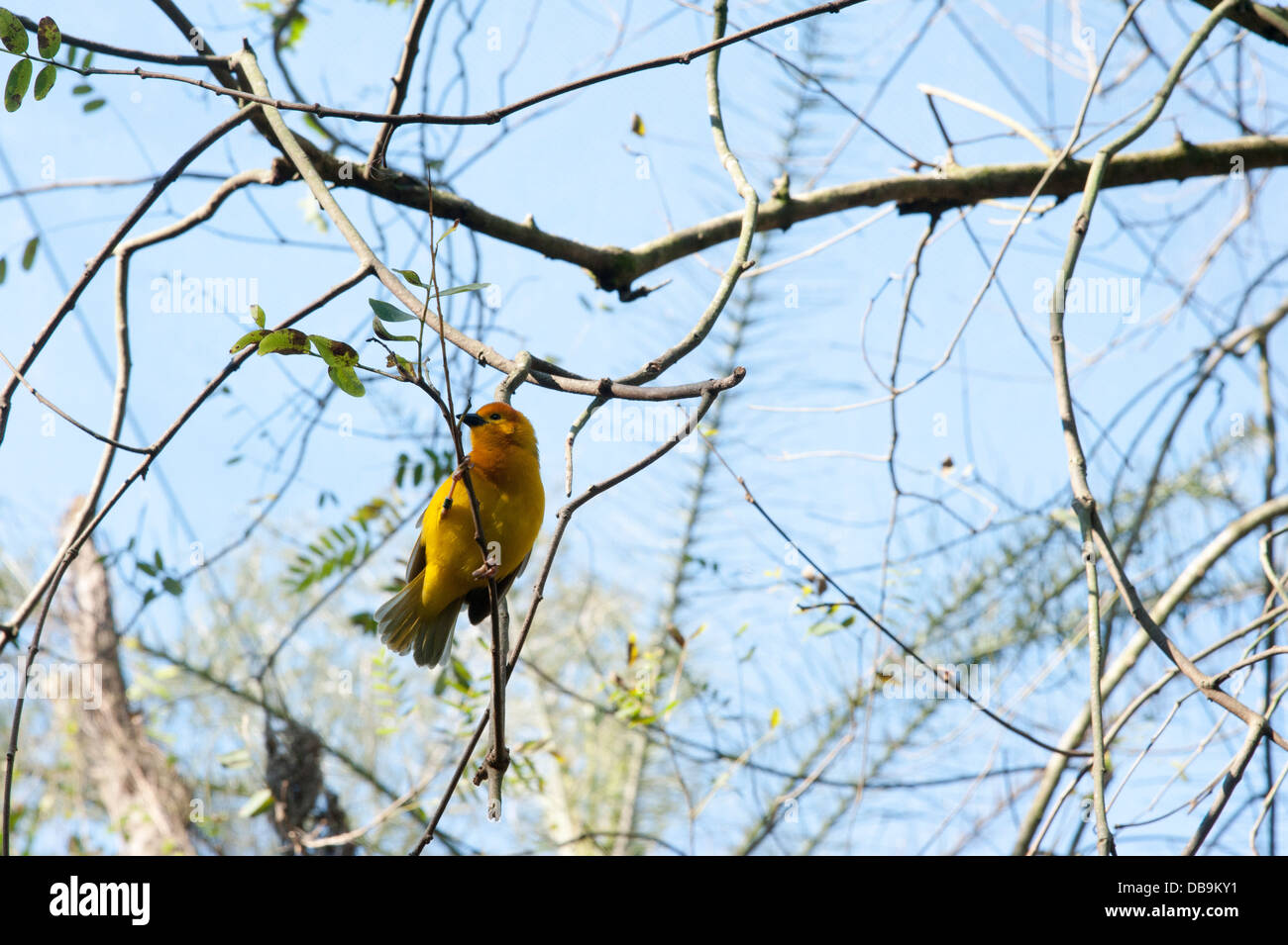Taveta weaver hi-res stock photography and images - Alamy