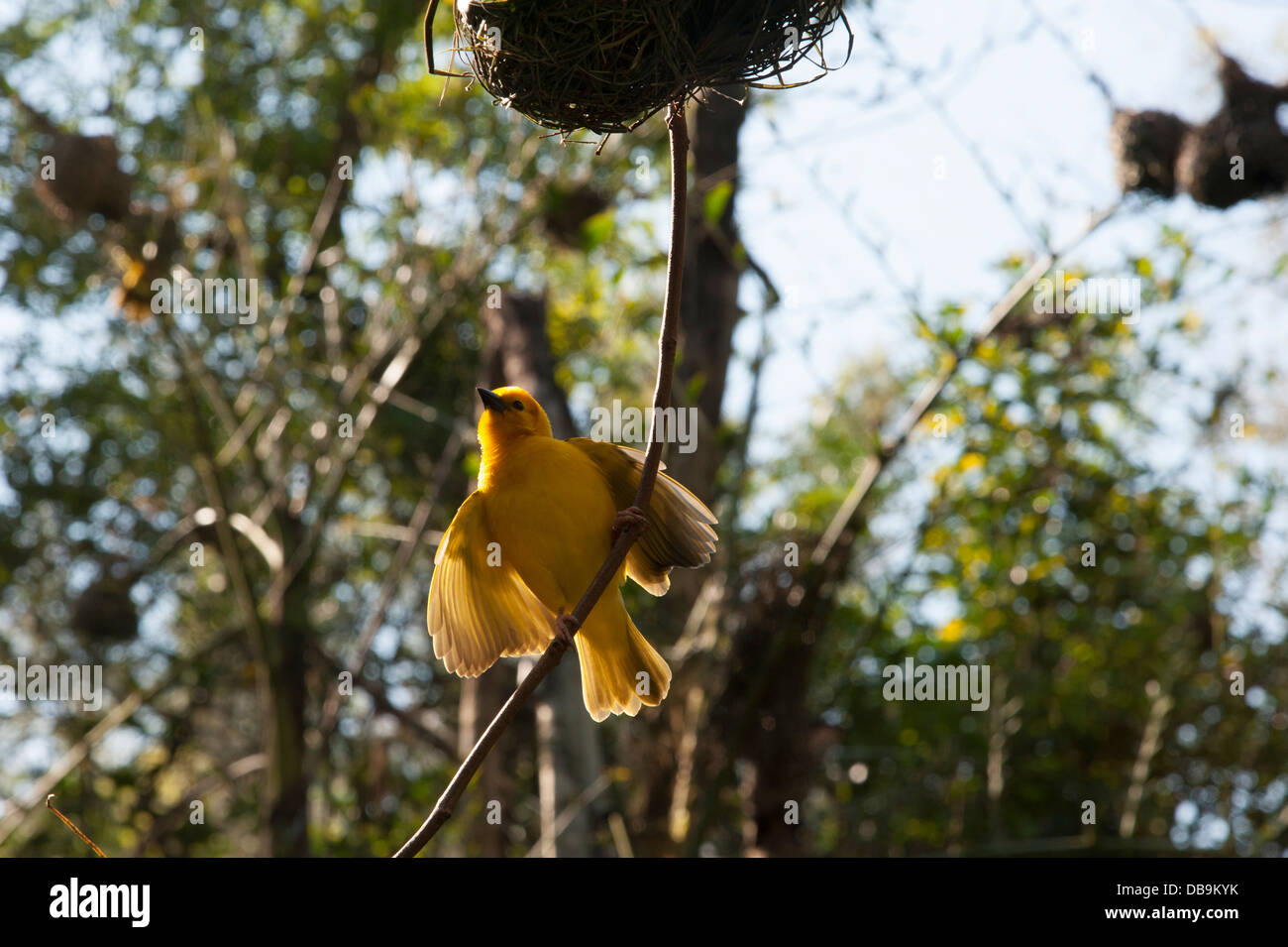 Taveta Golden Weaver at Disney's Animal Kingdom at Walt Disney World ...