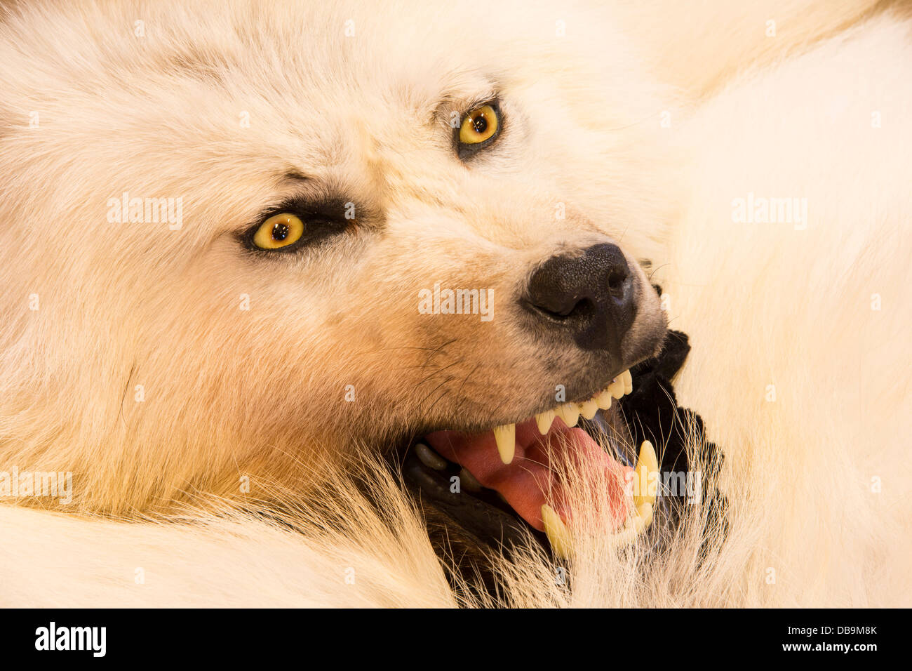 Wolf teeth hi-res stock photography and images - Alamy