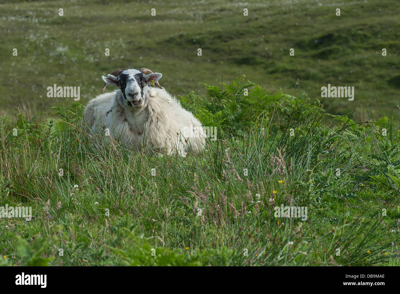 Ram eating hi-res stock photography and images - Alamy