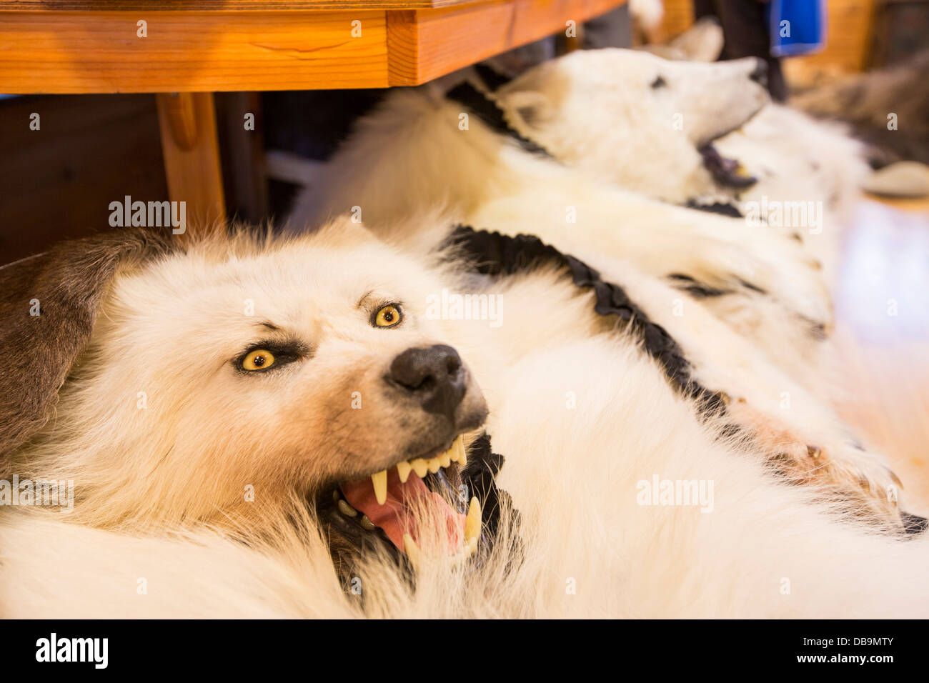 Wolf stuffed hi-res stock photography and images - Alamy