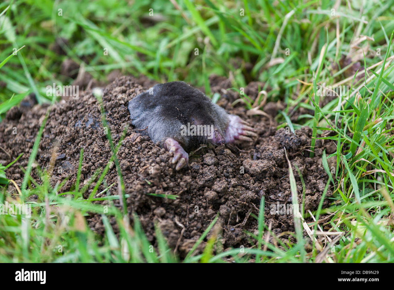 The common mole hi-res stock photography and images - Alamy