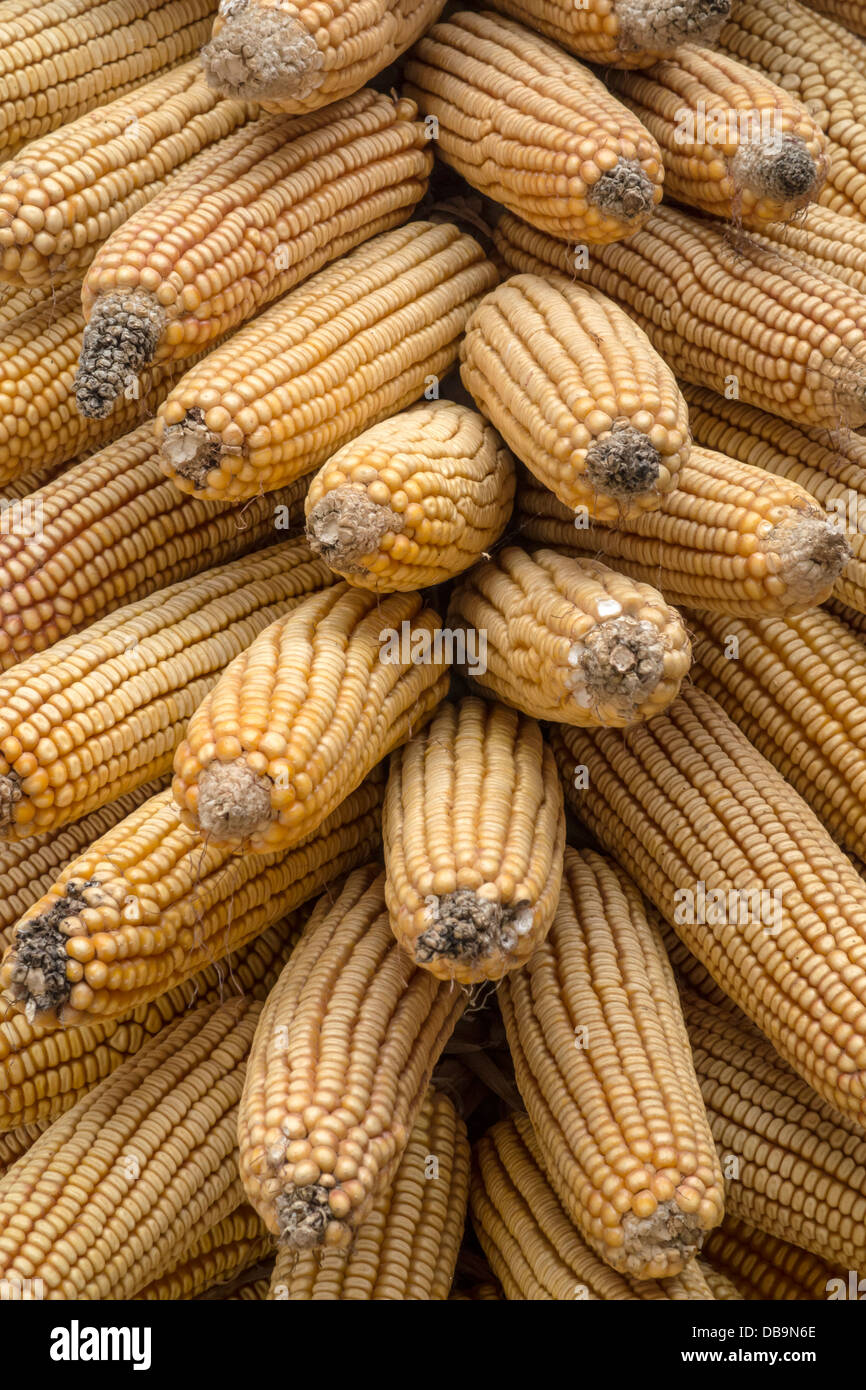Texture of dry corn background Stock Photo - Alamy