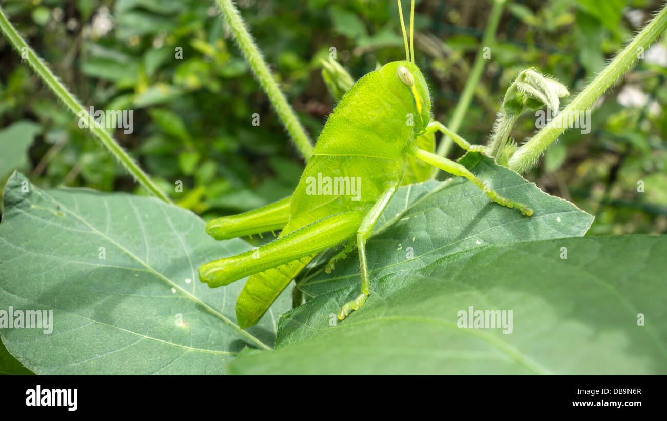 grasshopper closeup in the garden Stock Photo - Alamy